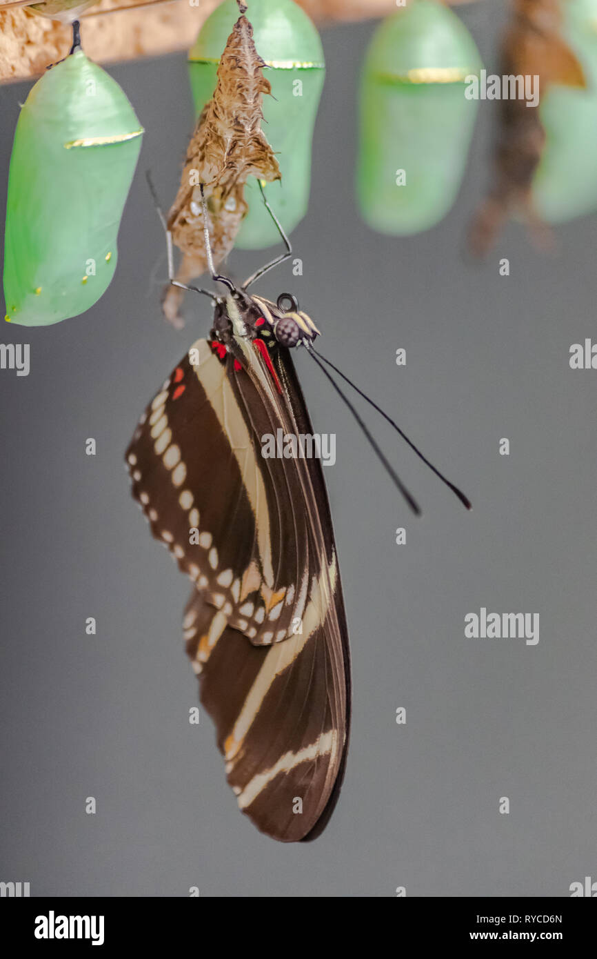 Zebra longwing butterfly (Heliconius charithonia), hatching from ...