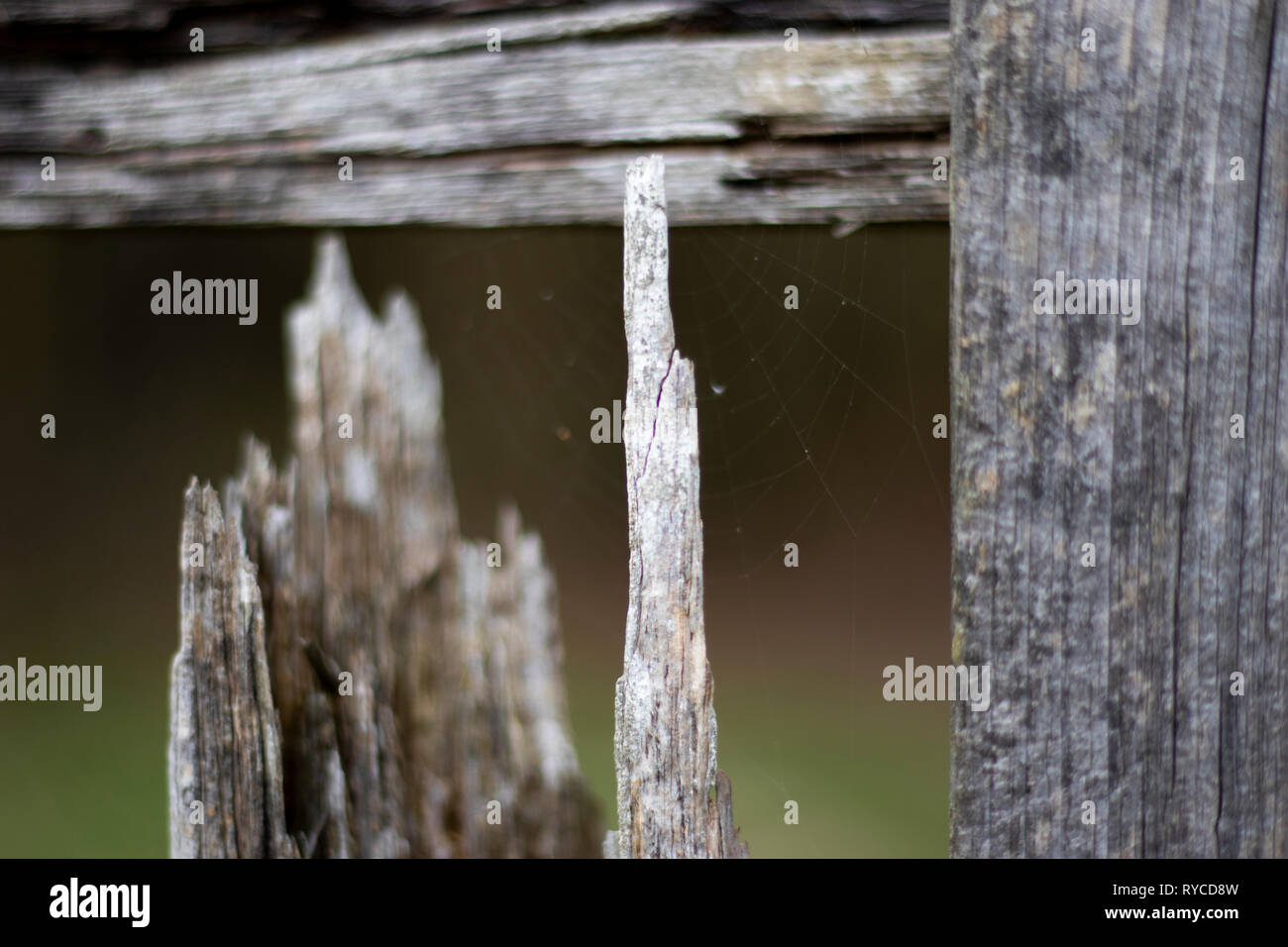 Fungal decay hi-res stock photography and images - Alamy