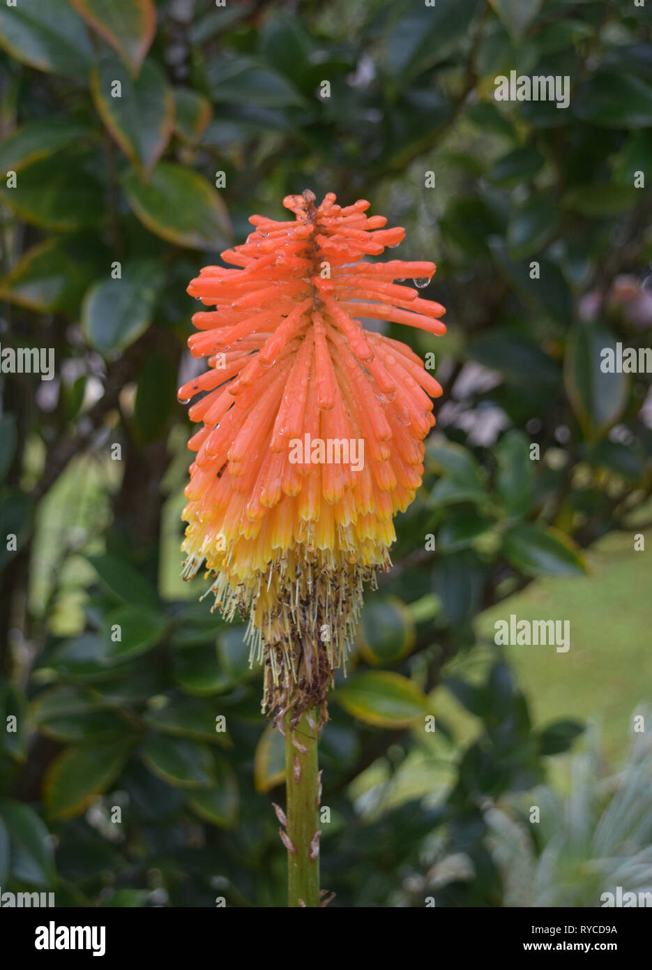 Beautiful look at a red hot poker flower blossom Stock Photo - Alamy