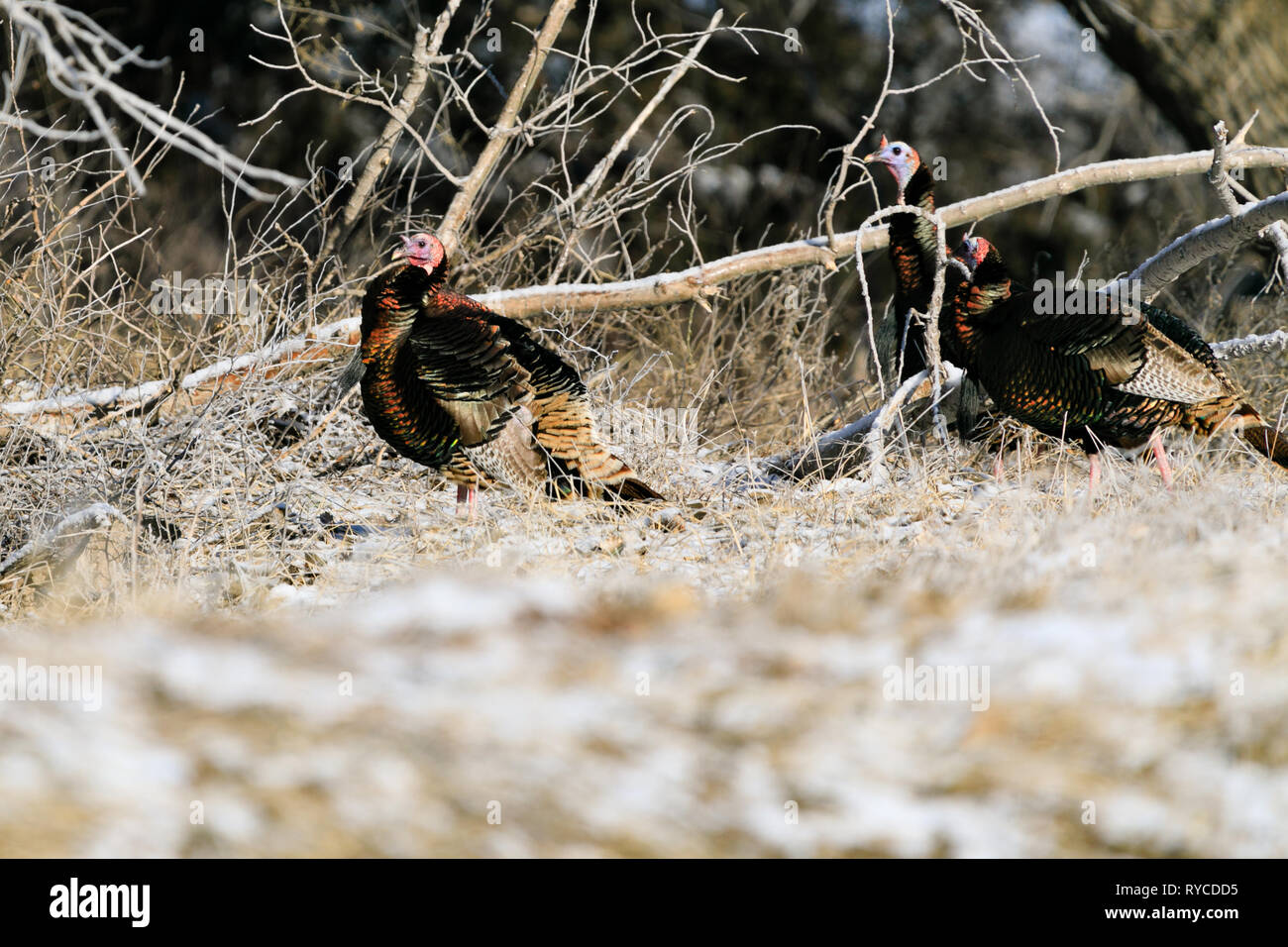 Wild Turkeys forage for food among the trees at Lake Scott State Park ...