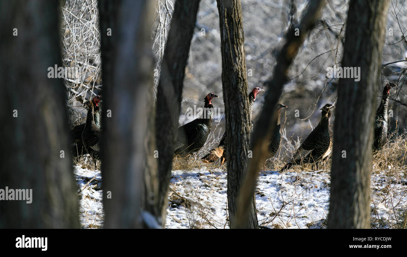 Wild Turkeys forage for food among the trees at Lake Scott State Park ...