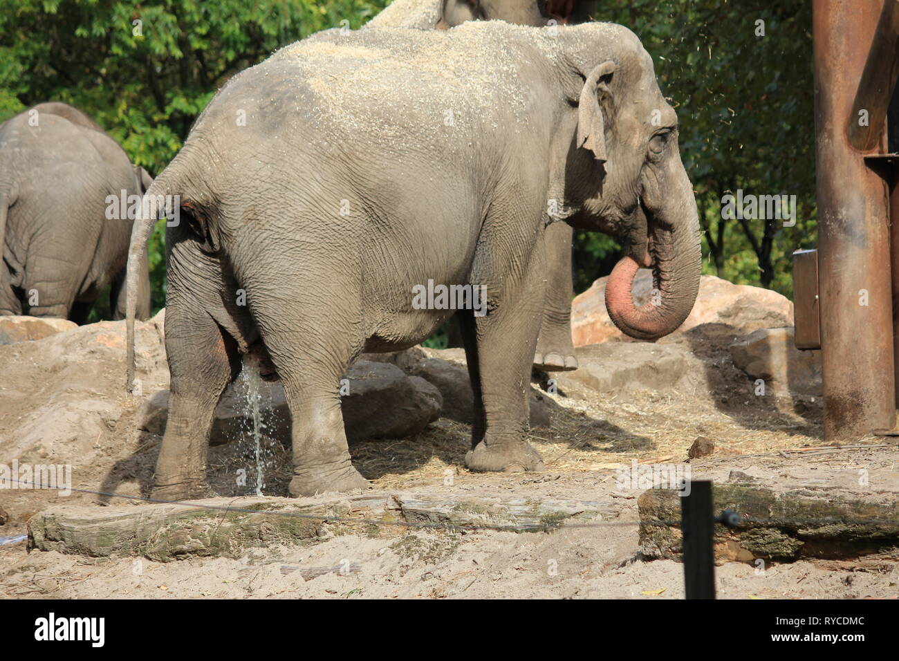 African forest elephant communication hi-res stock photography and ...