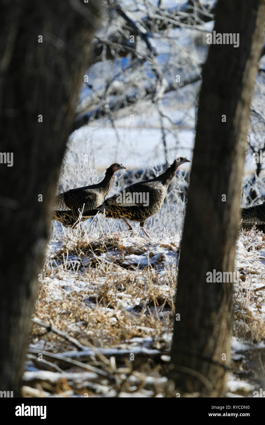 Wild Turkeys forage for food among the trees at Lake Scott State Park ...