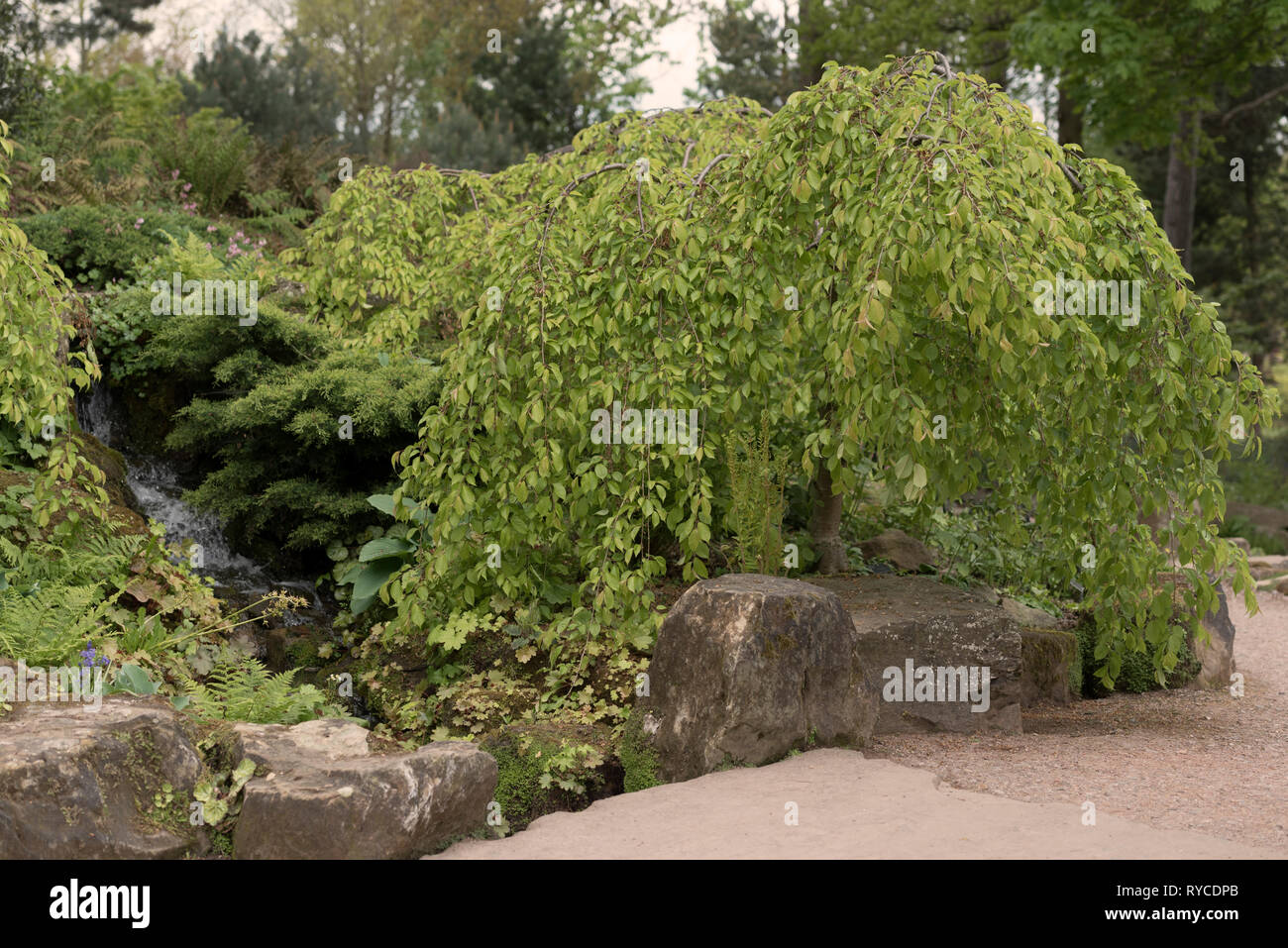 PRUNUS PENDULA PENDULA ROSEA Stock Photo - Alamy