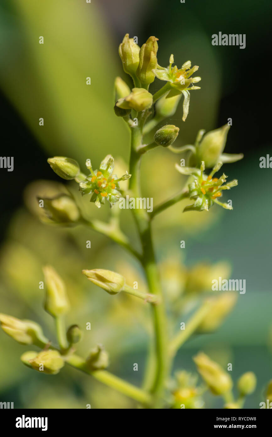 Persea americana flowers hi-res stock photography and images - Alamy