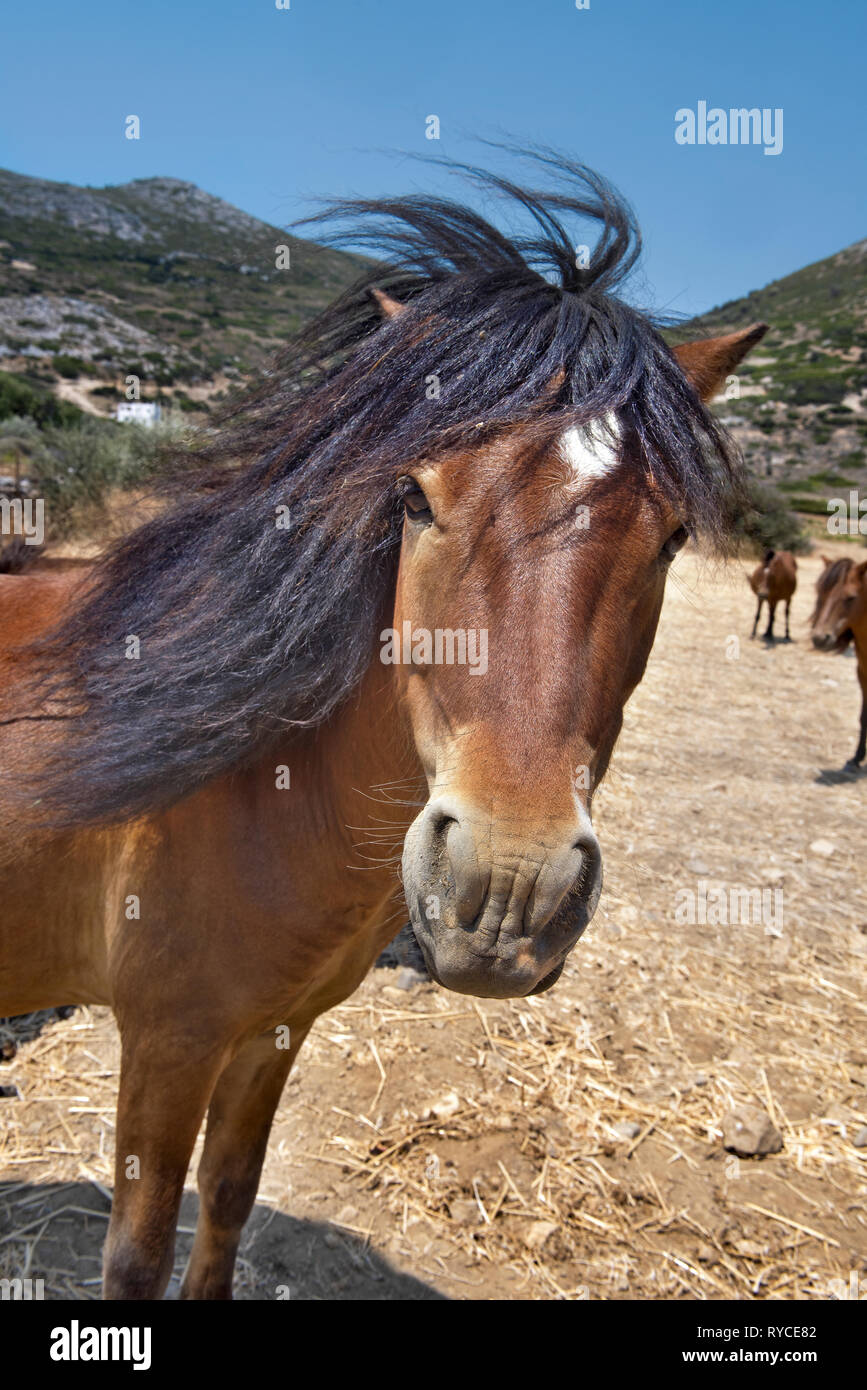 The Skyrian horse (Equus Cabalus Skyriano) is a special Greek horse ...