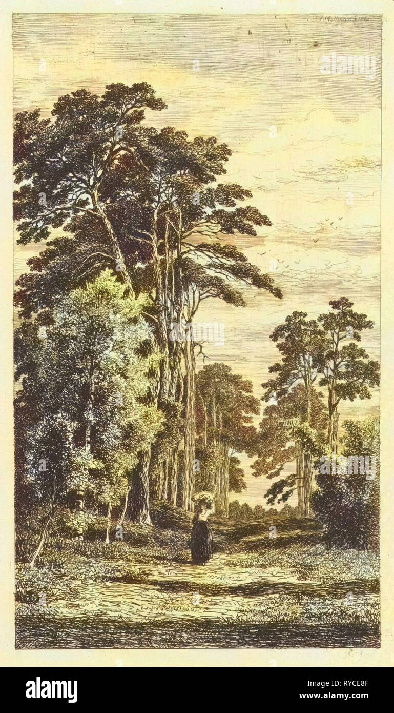 Dennenlaan, Alexander Mollinger, 1860 Stock Photo - Alamy