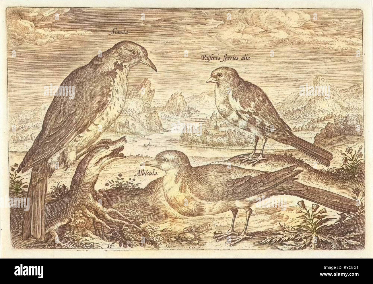 Three birds in a landscape, Adriaen Collaert, 1598 - 1602 Stock Photo ...