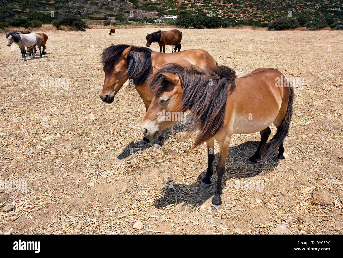 The Skyrian horse (Equus Cabalus Skyriano) is a special Greek horse ...