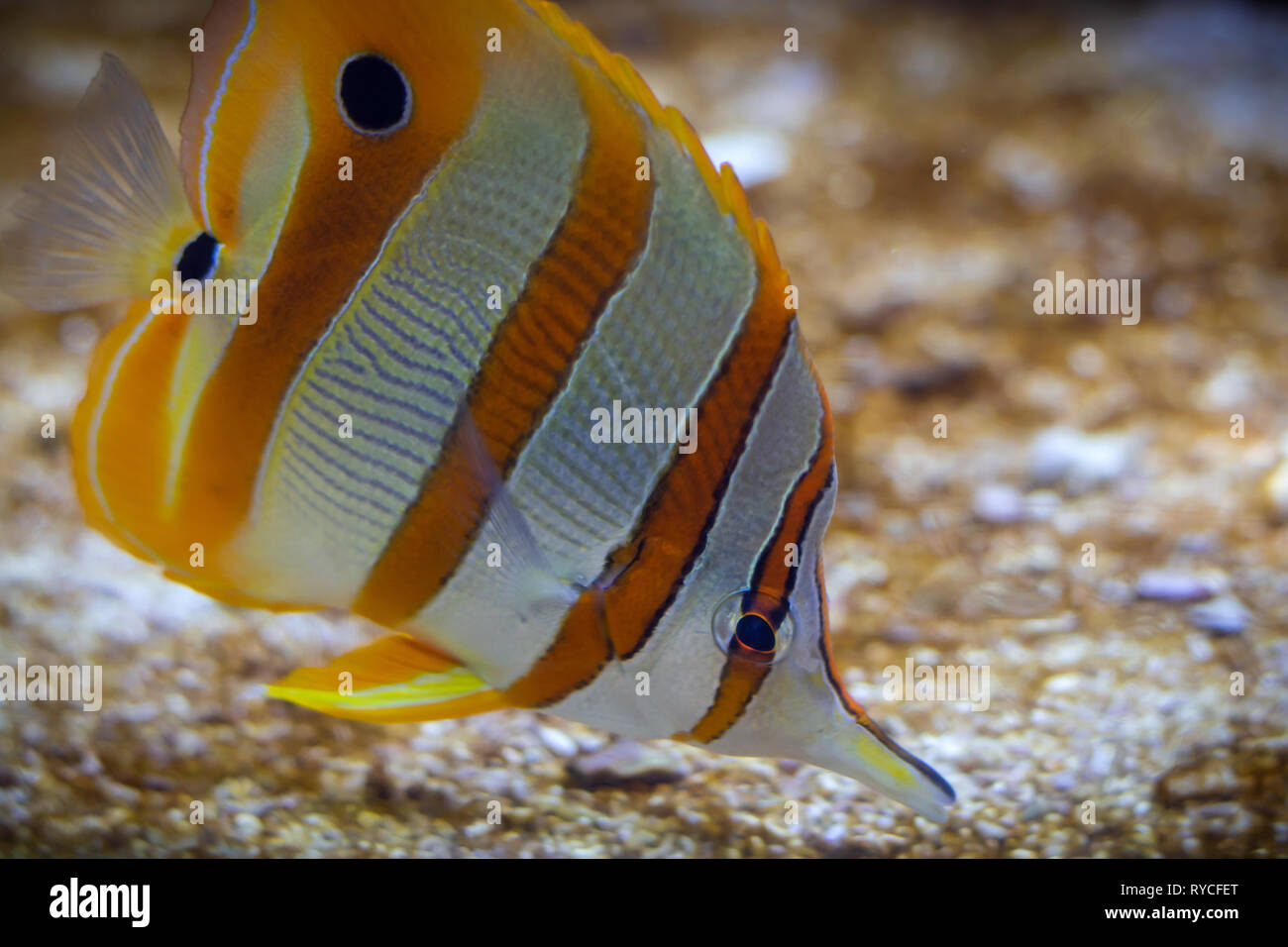 Butterflyfish, underwater wildlife, coral, reef Stock Photo - Alamy