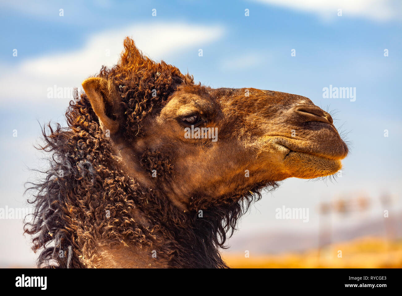 Hairy camel hi-res stock photography and images - Alamy