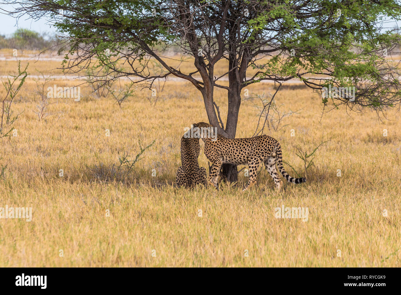 Cheetahs under tree in Etosha Park, Namibia Stock Photo - Alamy