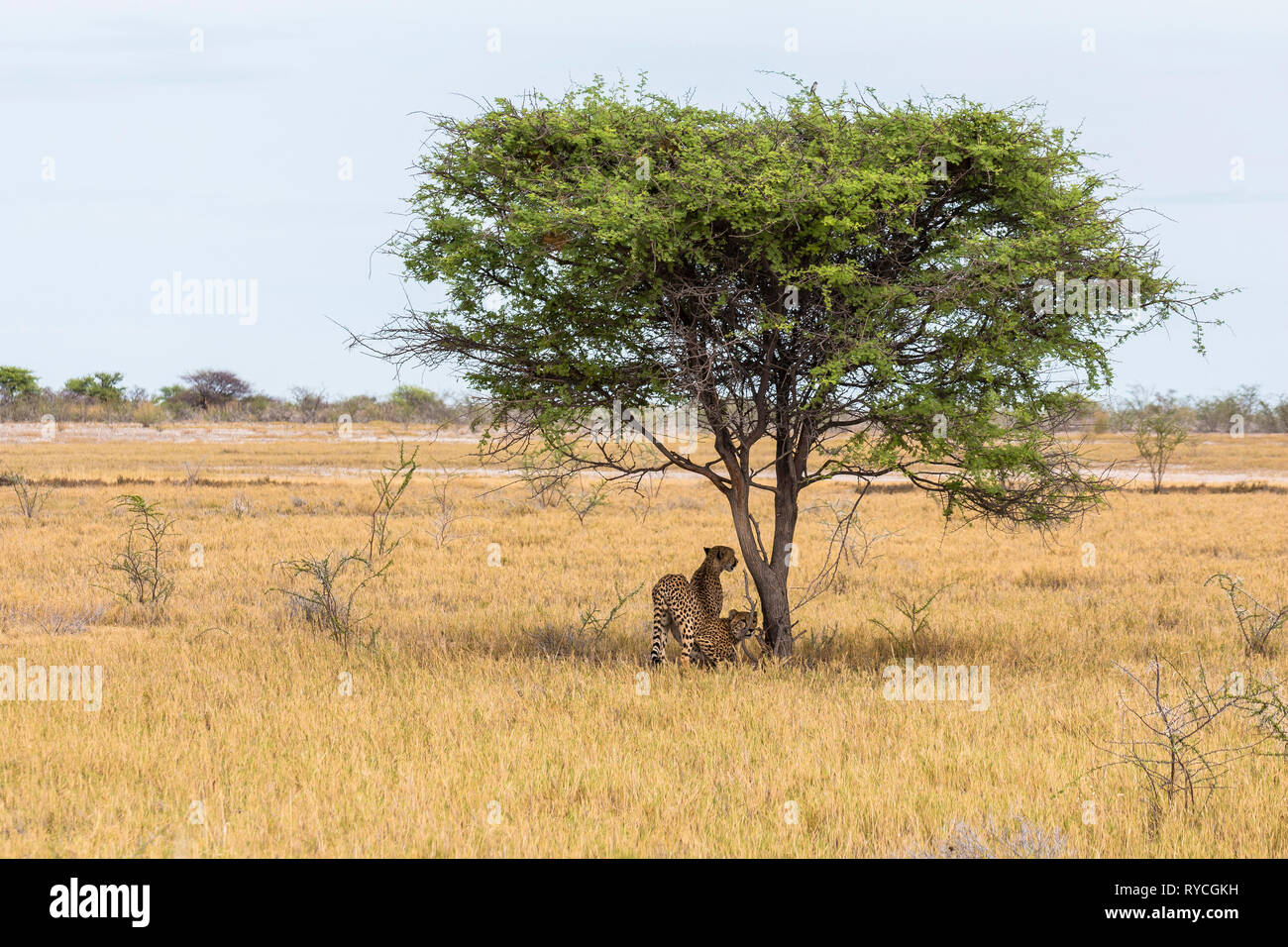 Cheetahs at acacia tree hi-res stock photography and images - Alamy