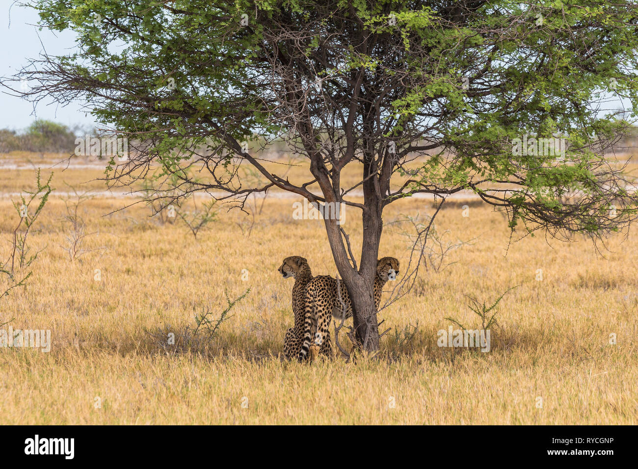 Cheetahs at acacia tree hi-res stock photography and images - Alamy