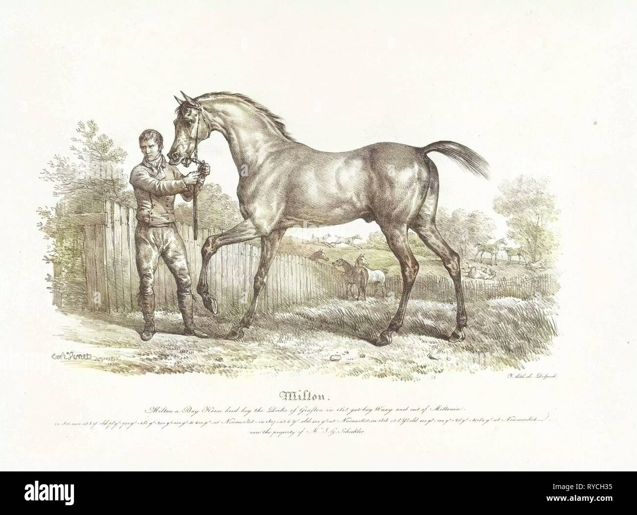Horse, Ali, cheval arabe Envoye par le Sultan de Muscat a Mr le Baron ...
