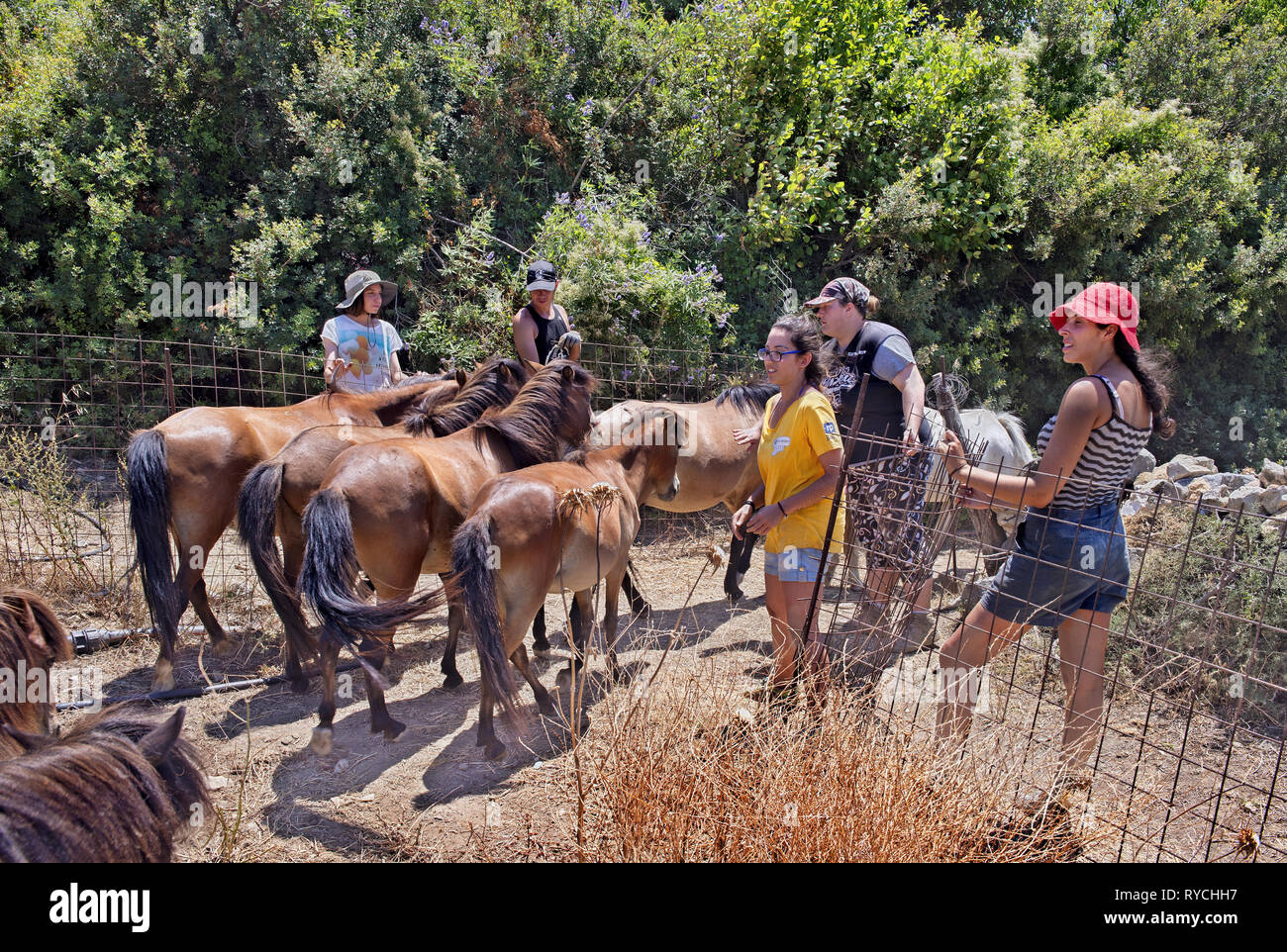 The Skyrian horse (Equus Cabalus Skyriano) is a special Greek horse ...