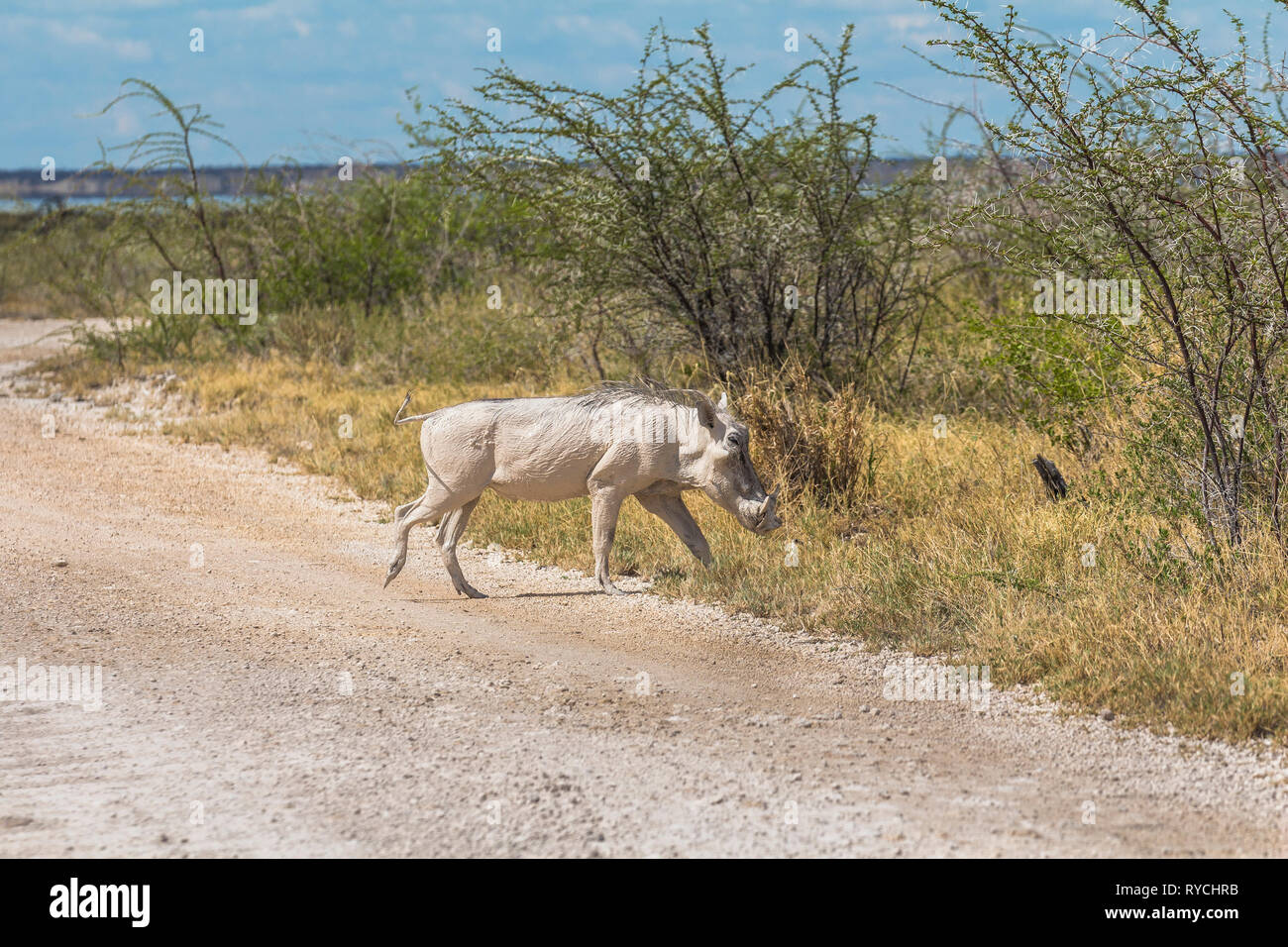 White Wild boar in Etosha National Park, Namibia Stock Photo - Alamy