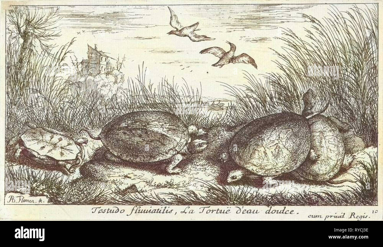 Freshwater turtles hi-res stock photography and images - Alamy