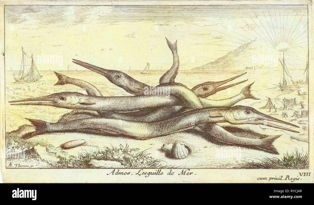 Needlefish, Belonidae on the beach, Albert Flamen, Jacques van Merlen ...