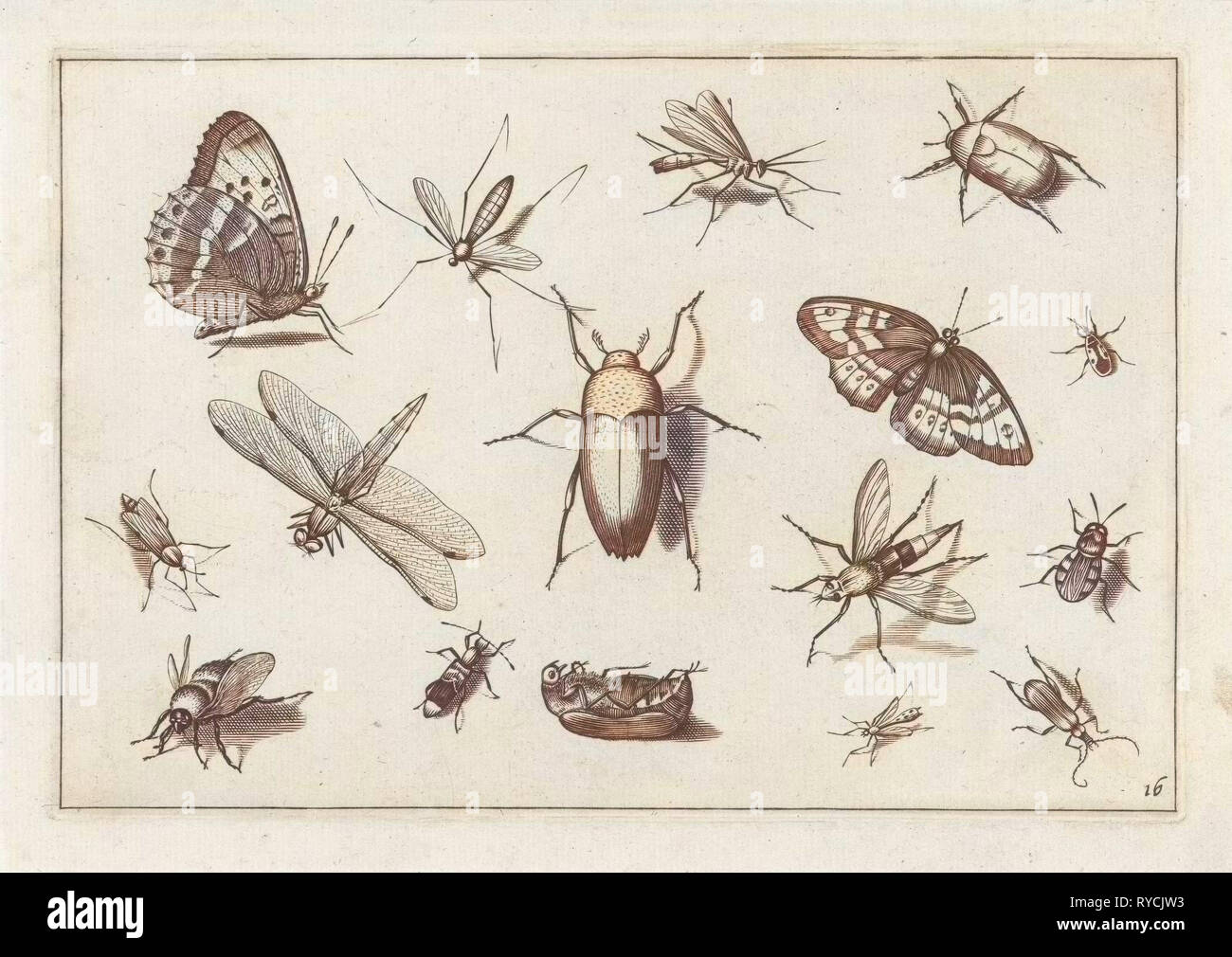 Insects, Jacob Hoefnagel, Joris Hoefnagel, Claes Jansz. Visscher (II ...