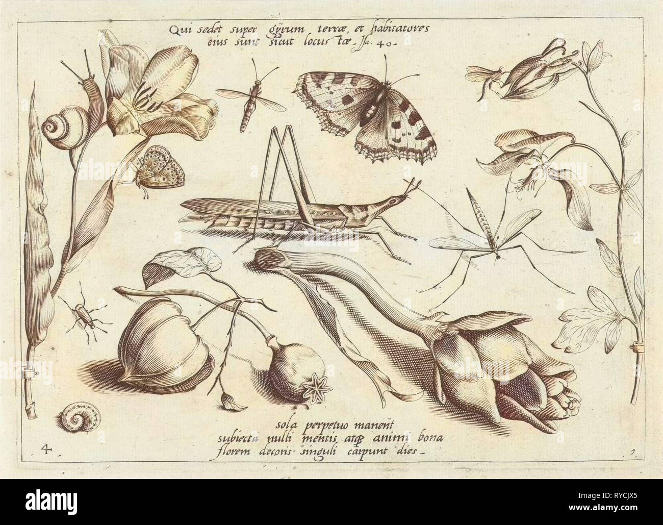 Artishock insects hi-res stock photography and images - Alamy