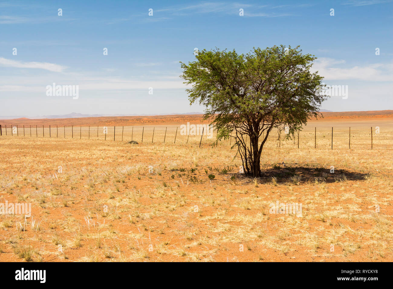 Ghost tree namibia hi-res stock photography and images - Alamy