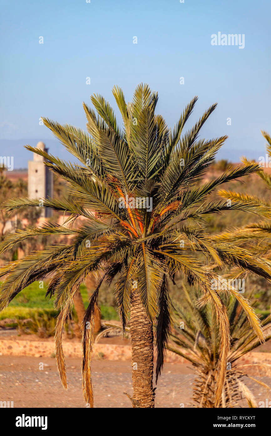 Skoura palm morocco hi-res stock photography and images - Alamy