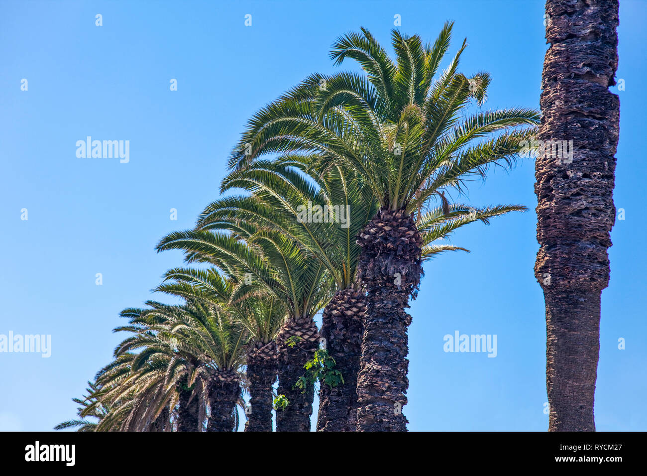 Repeating trees hi-res stock photography and images - Alamy