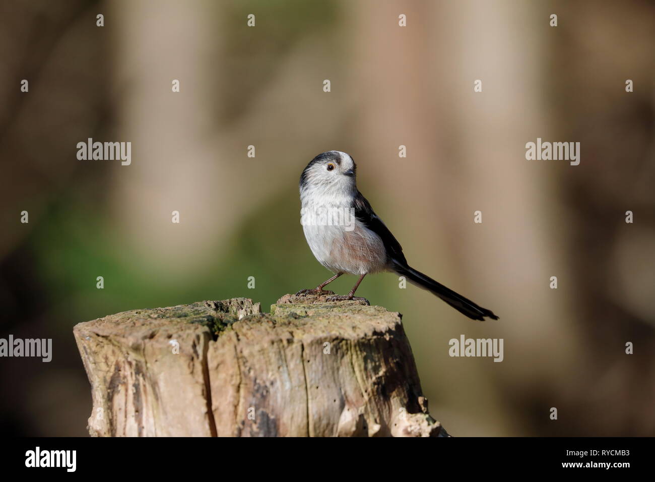 The long-tailed tit or long-tailed bushtit, occasionally referred to as the silver-throated tit ...