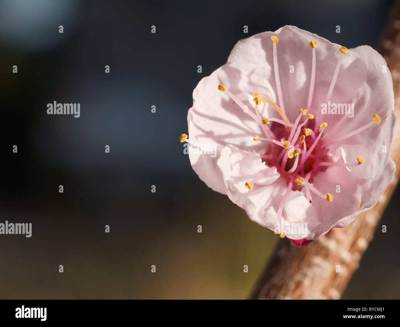 Apricot color flower hi-res stock photography and images - Alamy