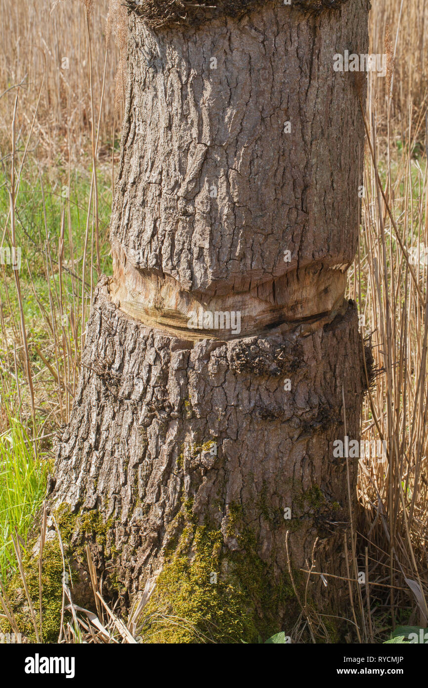 Ring barking hi-res stock photography and images - Alamy