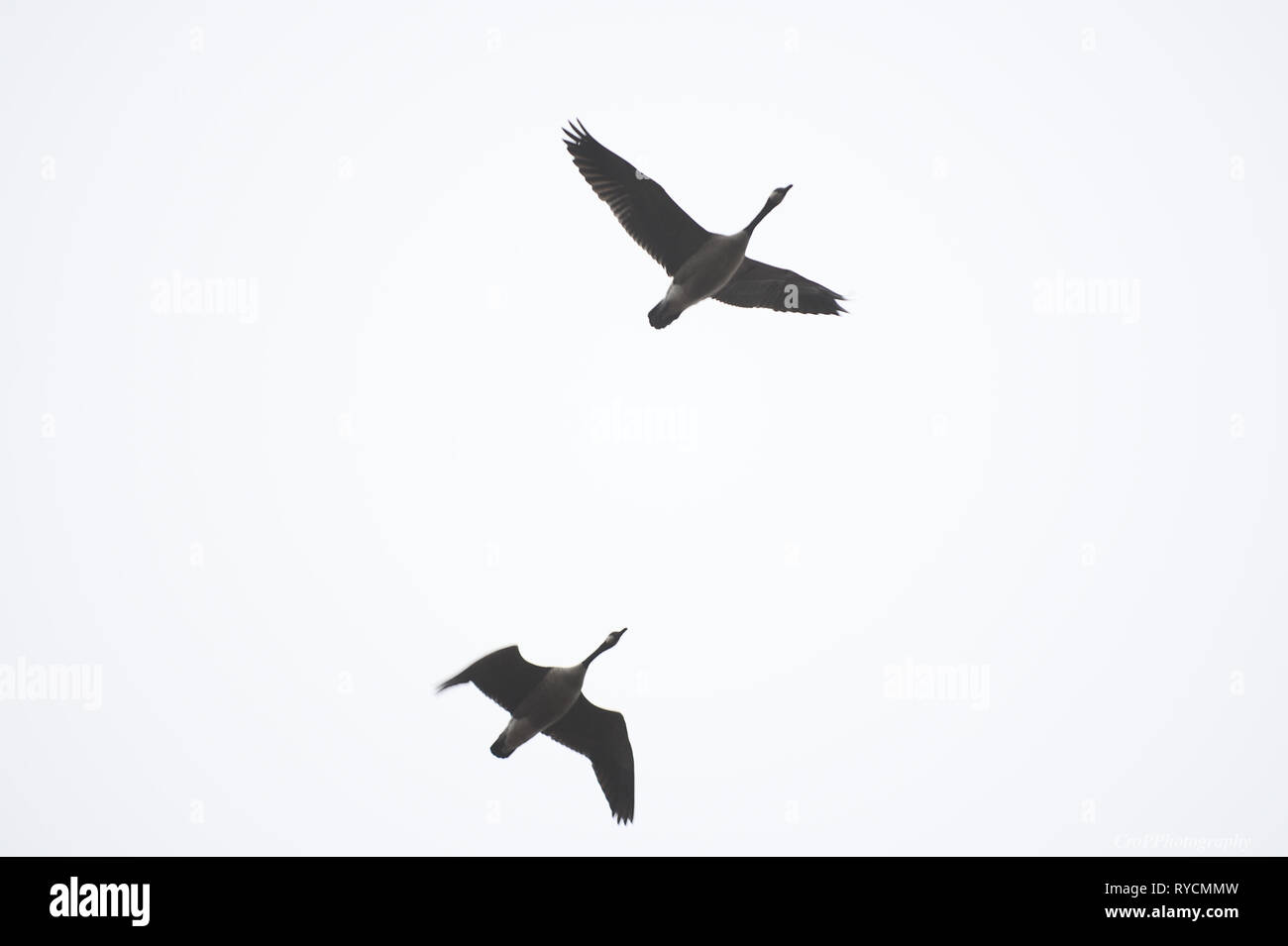 illustration of below view of two Canada Geese in flight with white ...