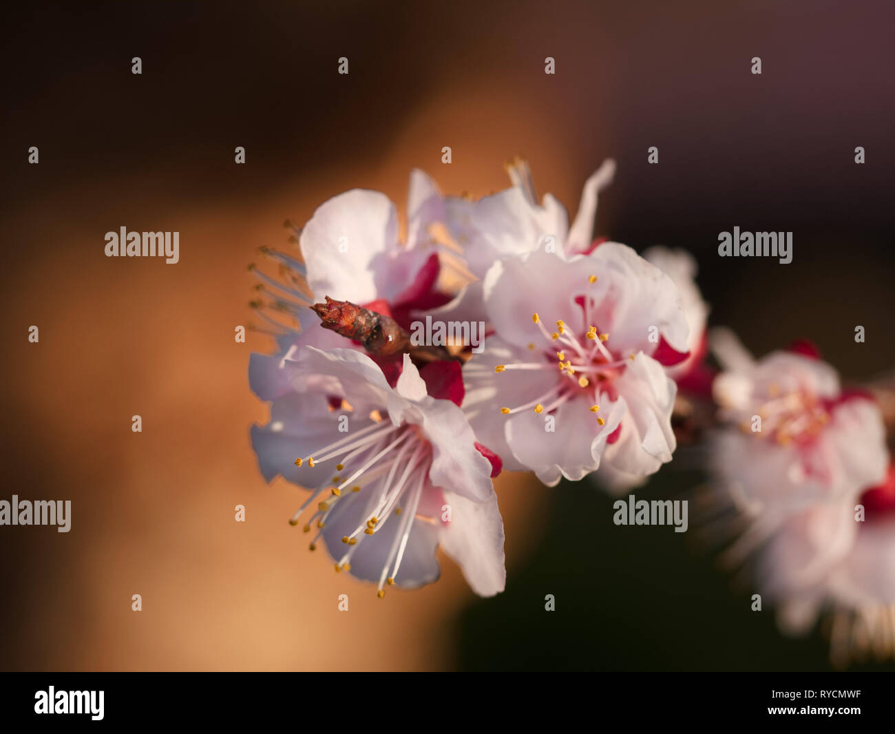 A branch of pink and magenta fruit tree flowers blooming in spring time ...