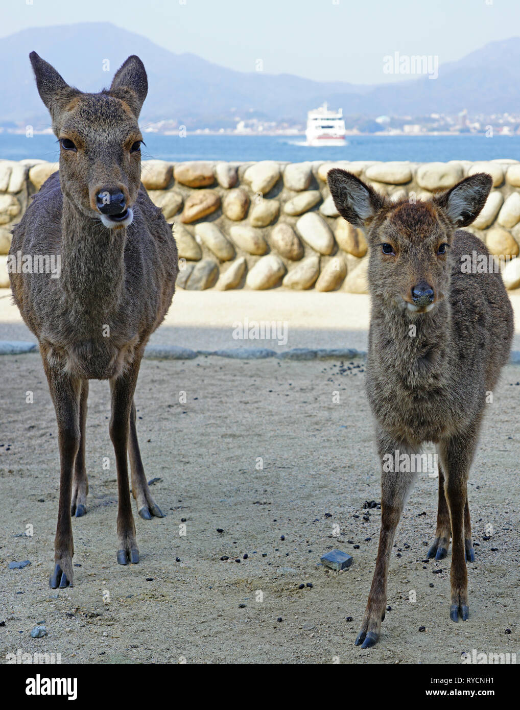 Shinto shrine miyajima floating torii gate deer hi-res stock ...