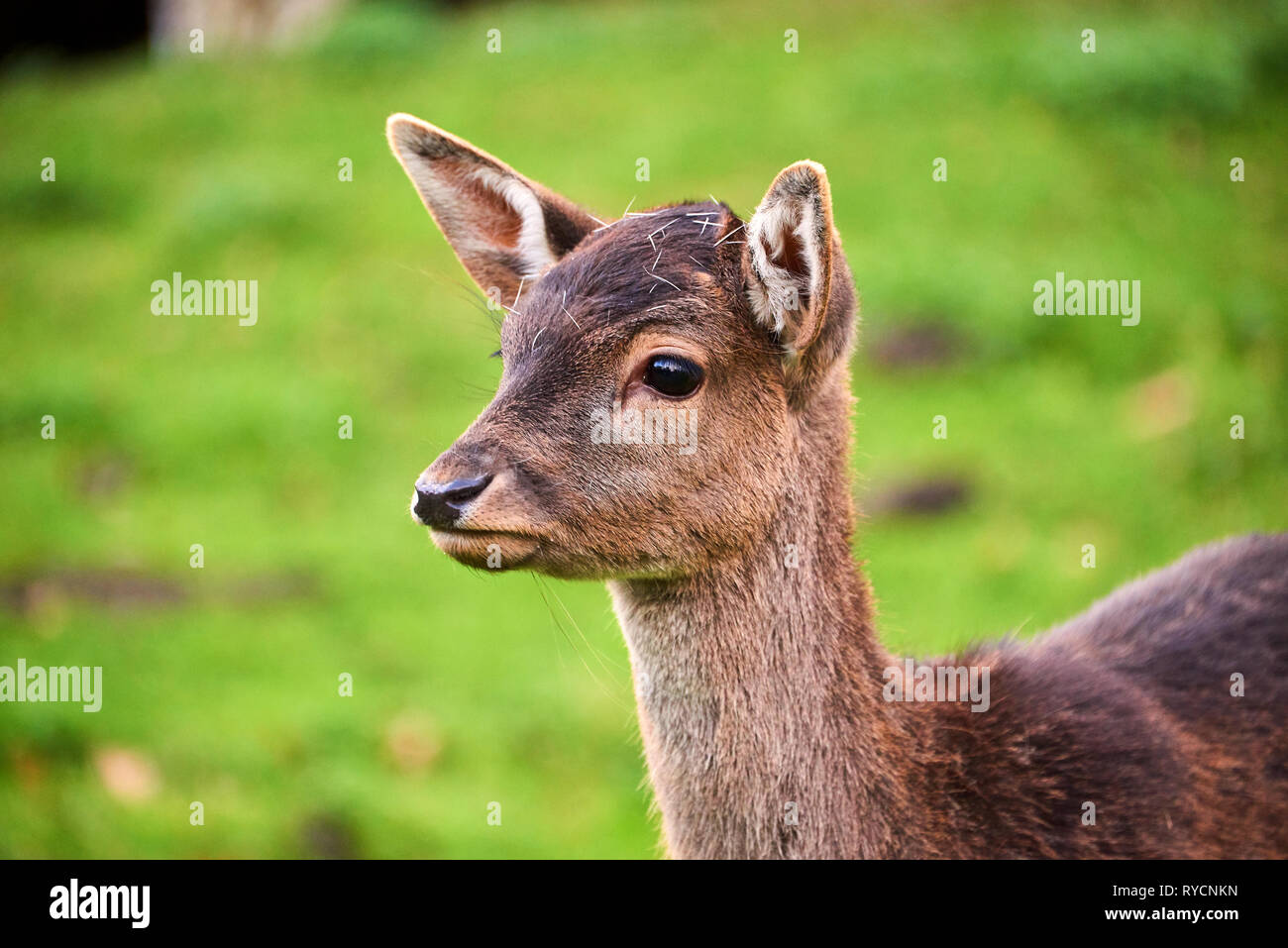 Side profile wild roe deer walking hi-res stock photography and images ...