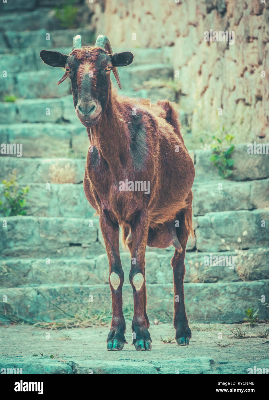 A Wild Mallorcan Goat Roaming Around A Small Island Town Stock Photo ...