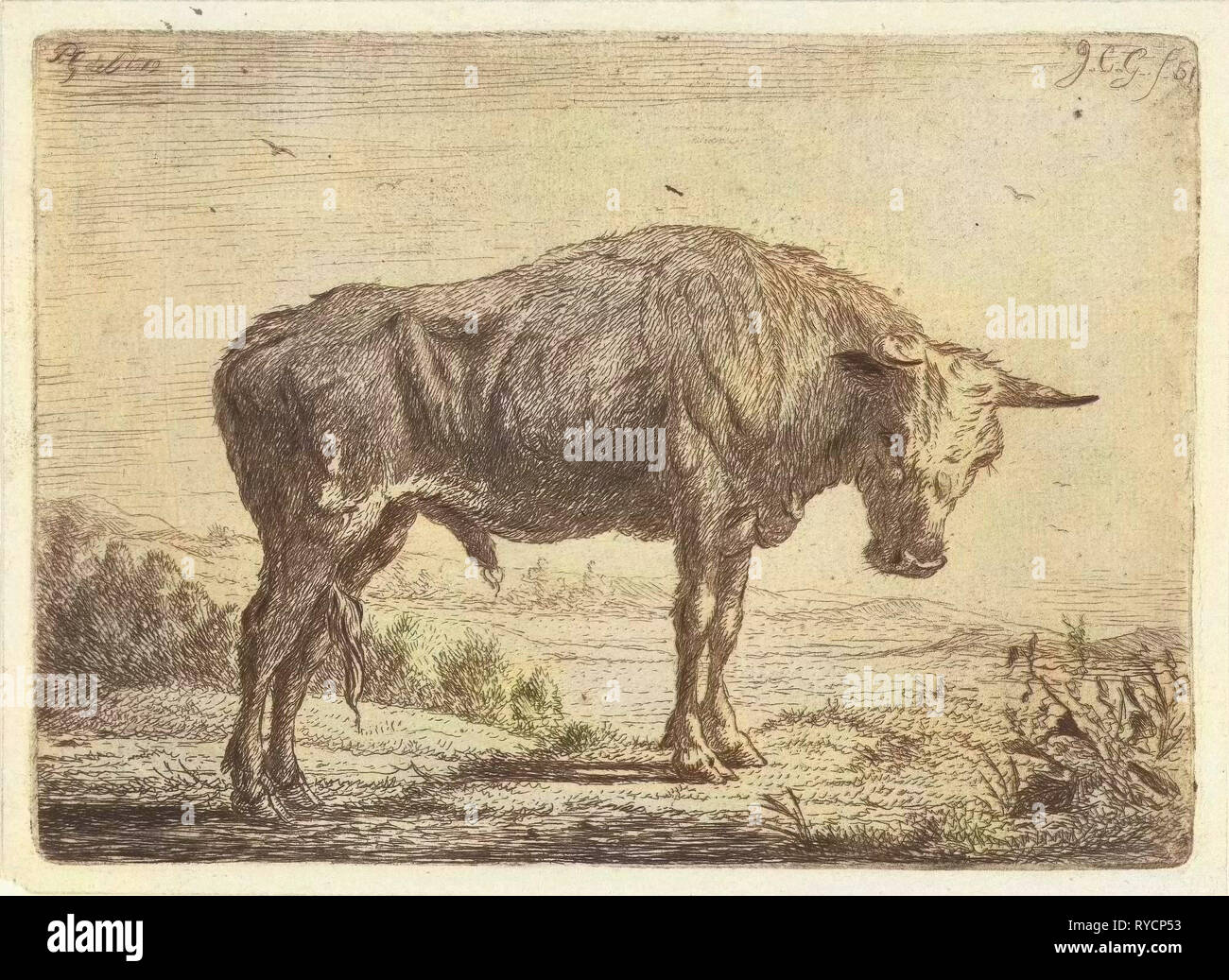 Standing bull, Jacobus Cornelis Gaal, 1851 Stock Photo - Alamy