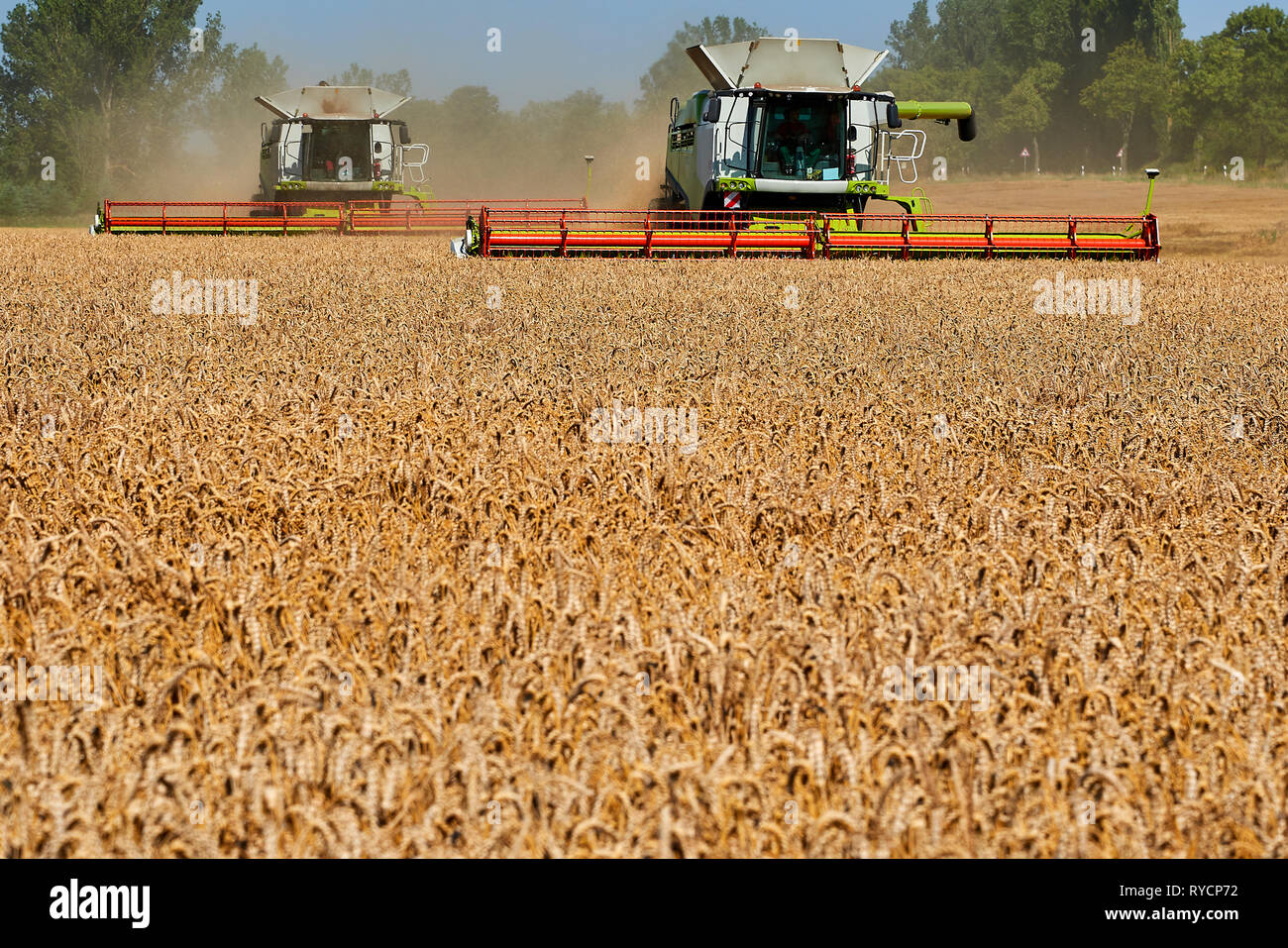 two harvester unloading corn on tractor Stock Photo - Alamy
