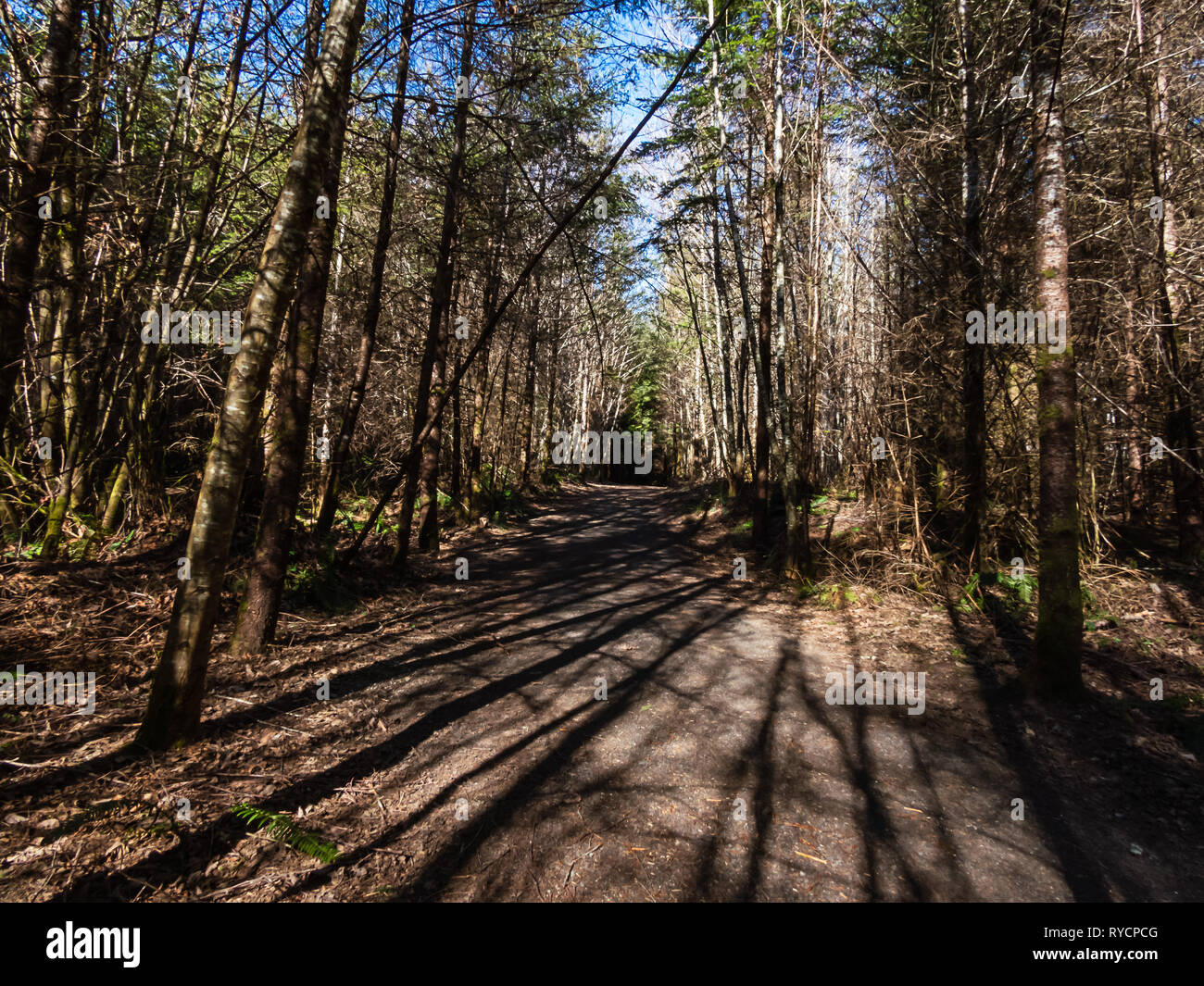 shadows of trees on path in winter forest with blue sky overhead Stock ...