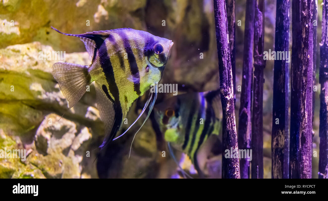 Freshwater angelfish hi-res stock photography and images - Alamy