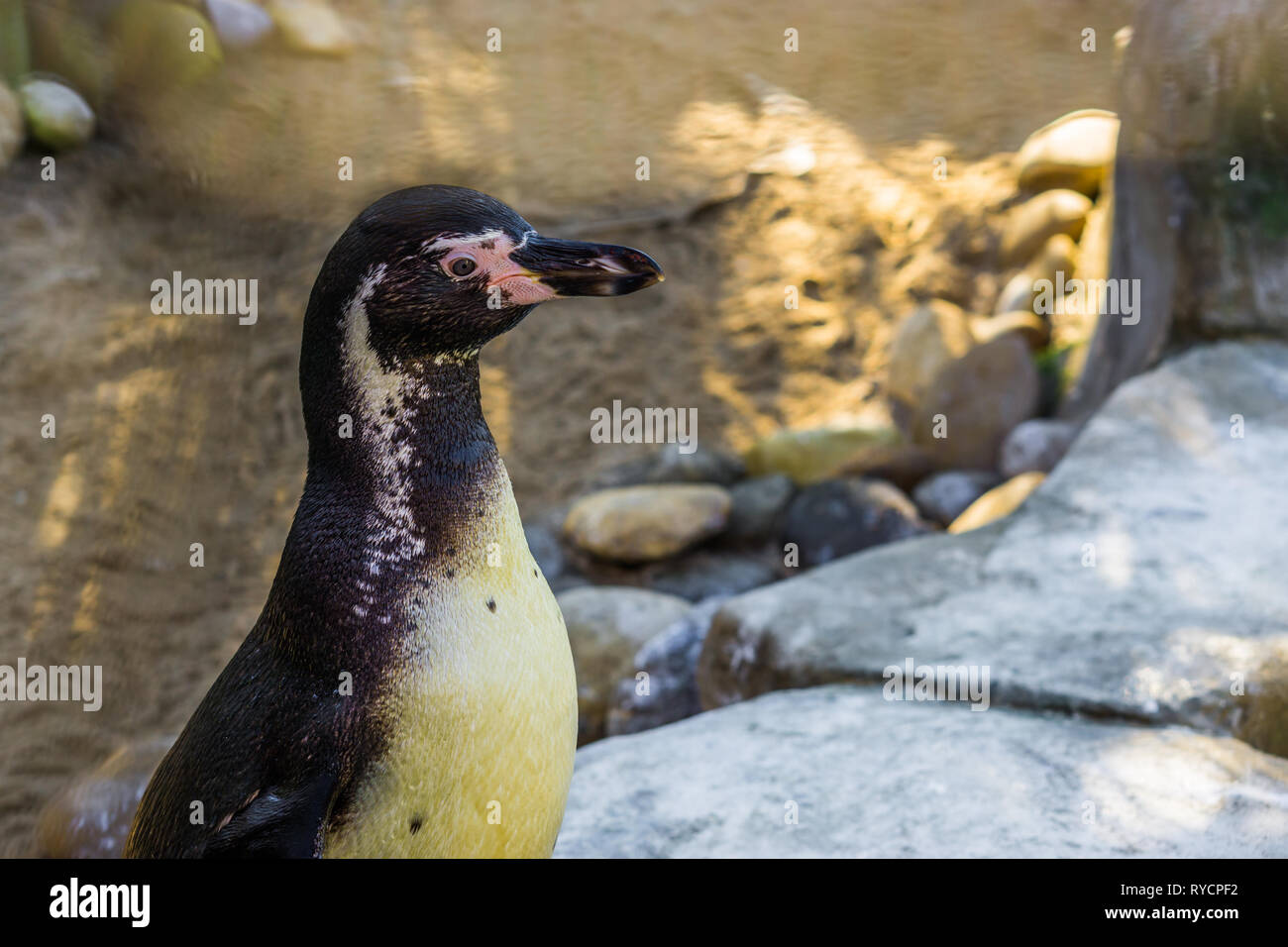 Penguin face hi-res stock photography and images - Alamy