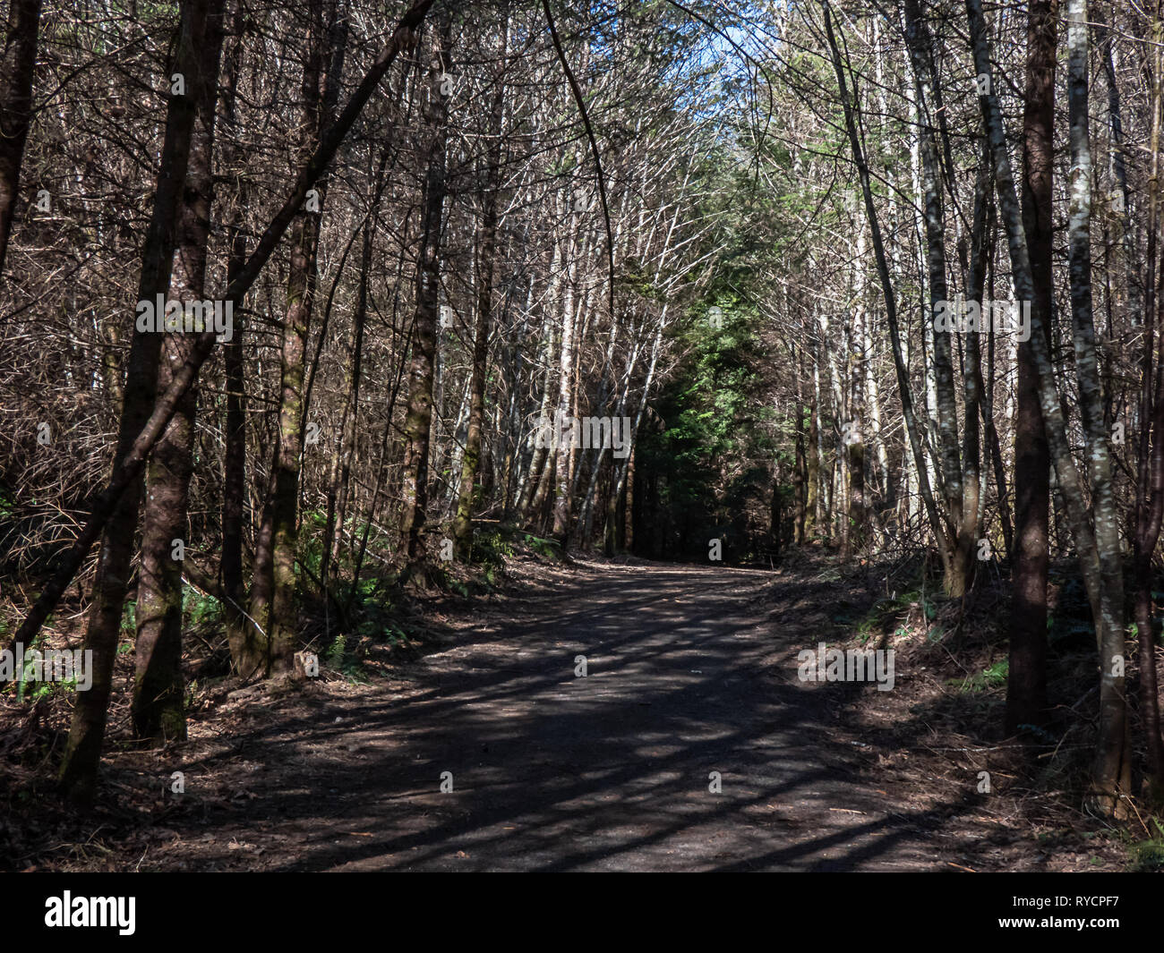 dark shadow filled path leads into shadowy forest in winter Stock Photo ...