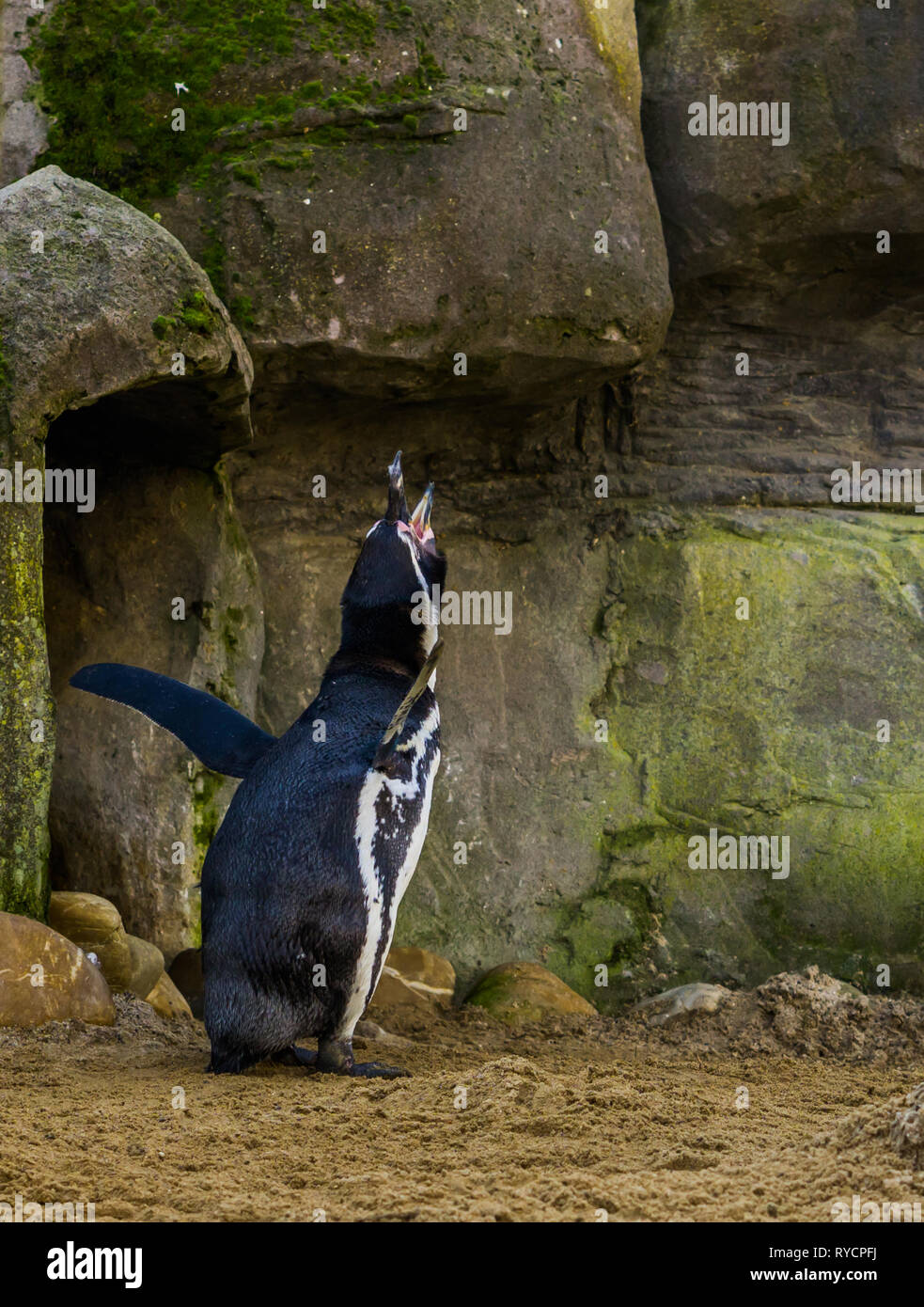 The braying penguin hi-res stock photography and images - Alamy