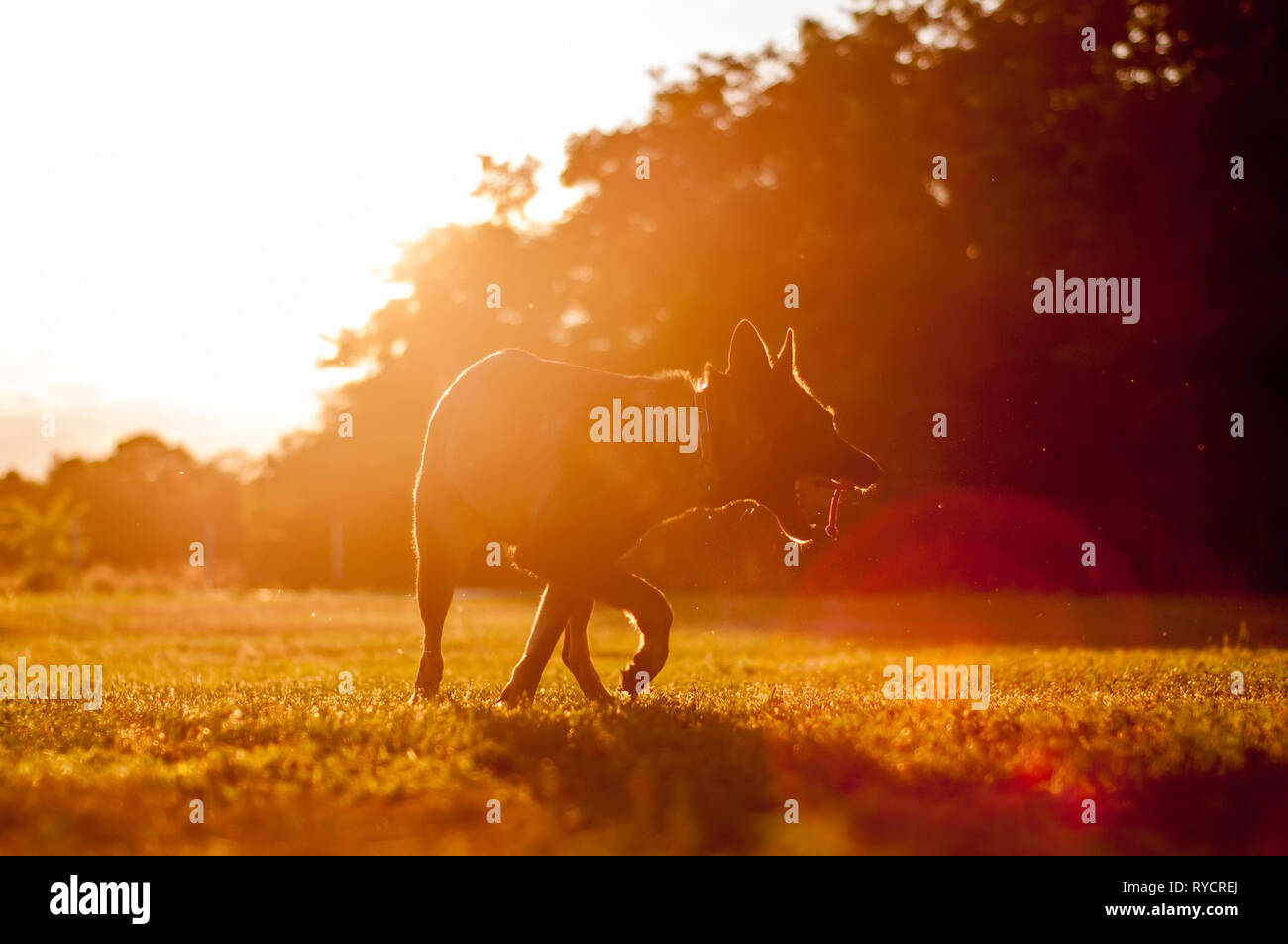 Portrait of a beautiful German Shepherd with a ball a sunny day in the ...