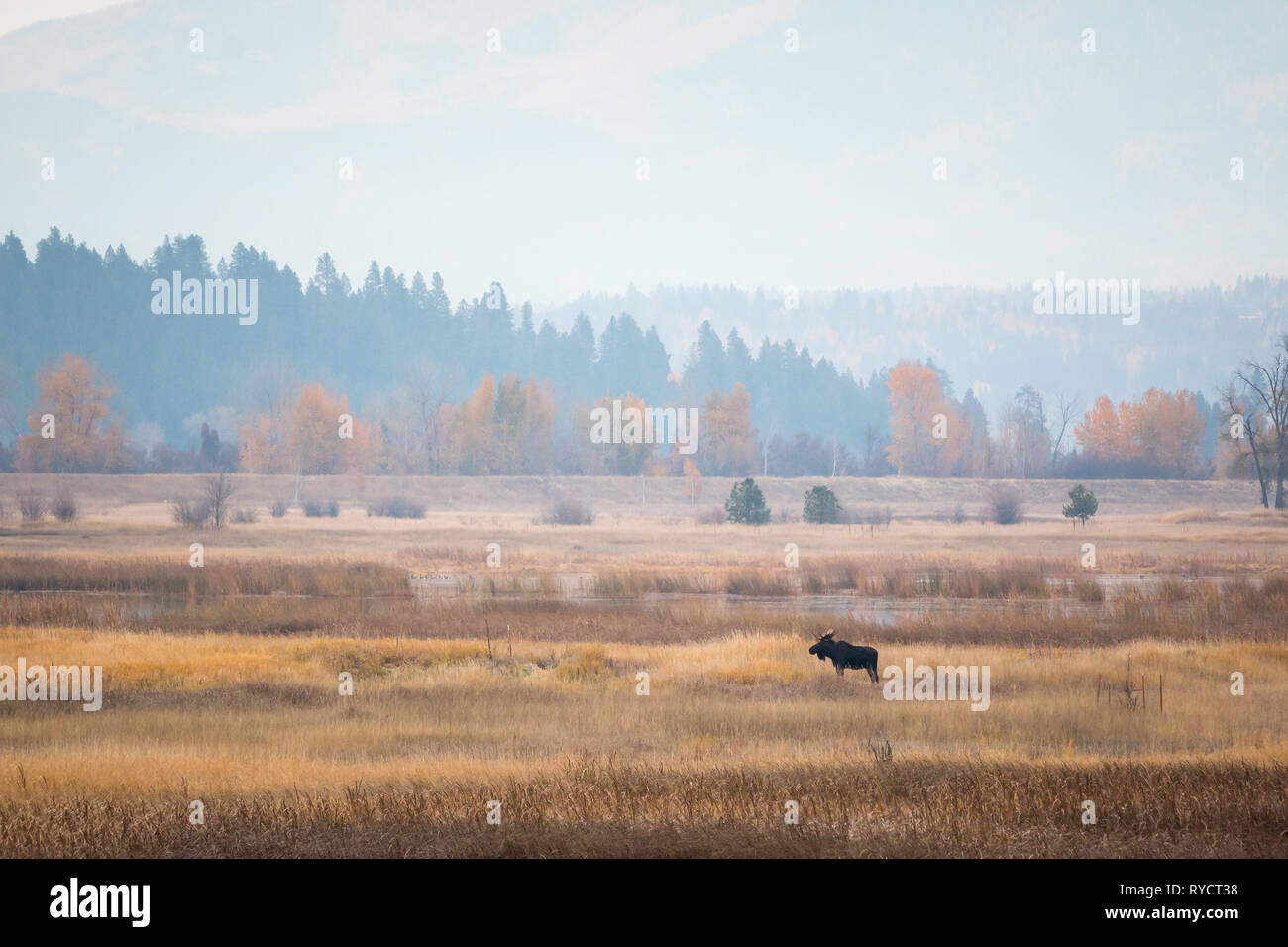 Bull Moose Landscape Stock Photo - Alamy