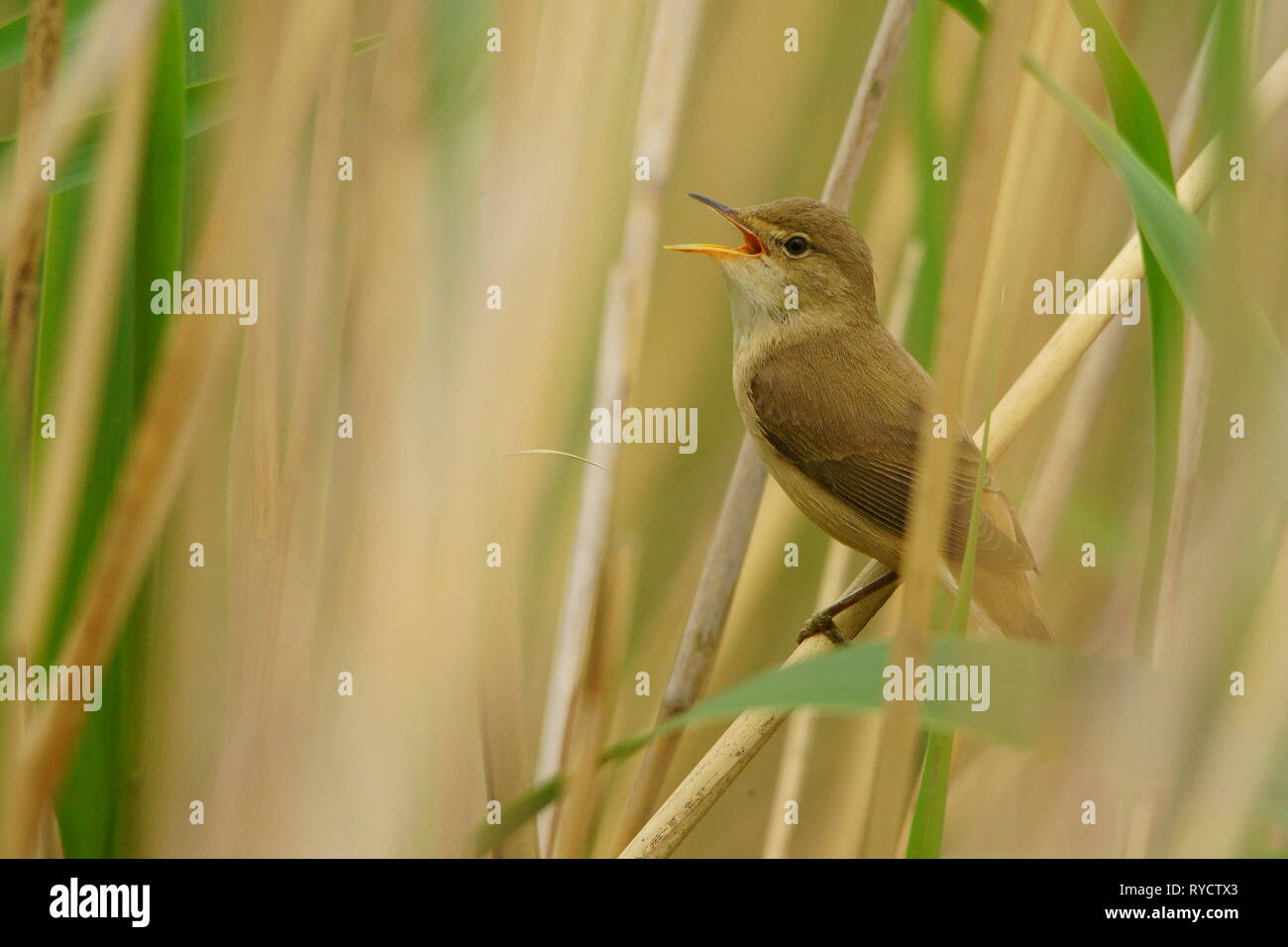 Eurasian Reed-Warbler / Acrocephalus scirpaceus Stock Photo - Alamy