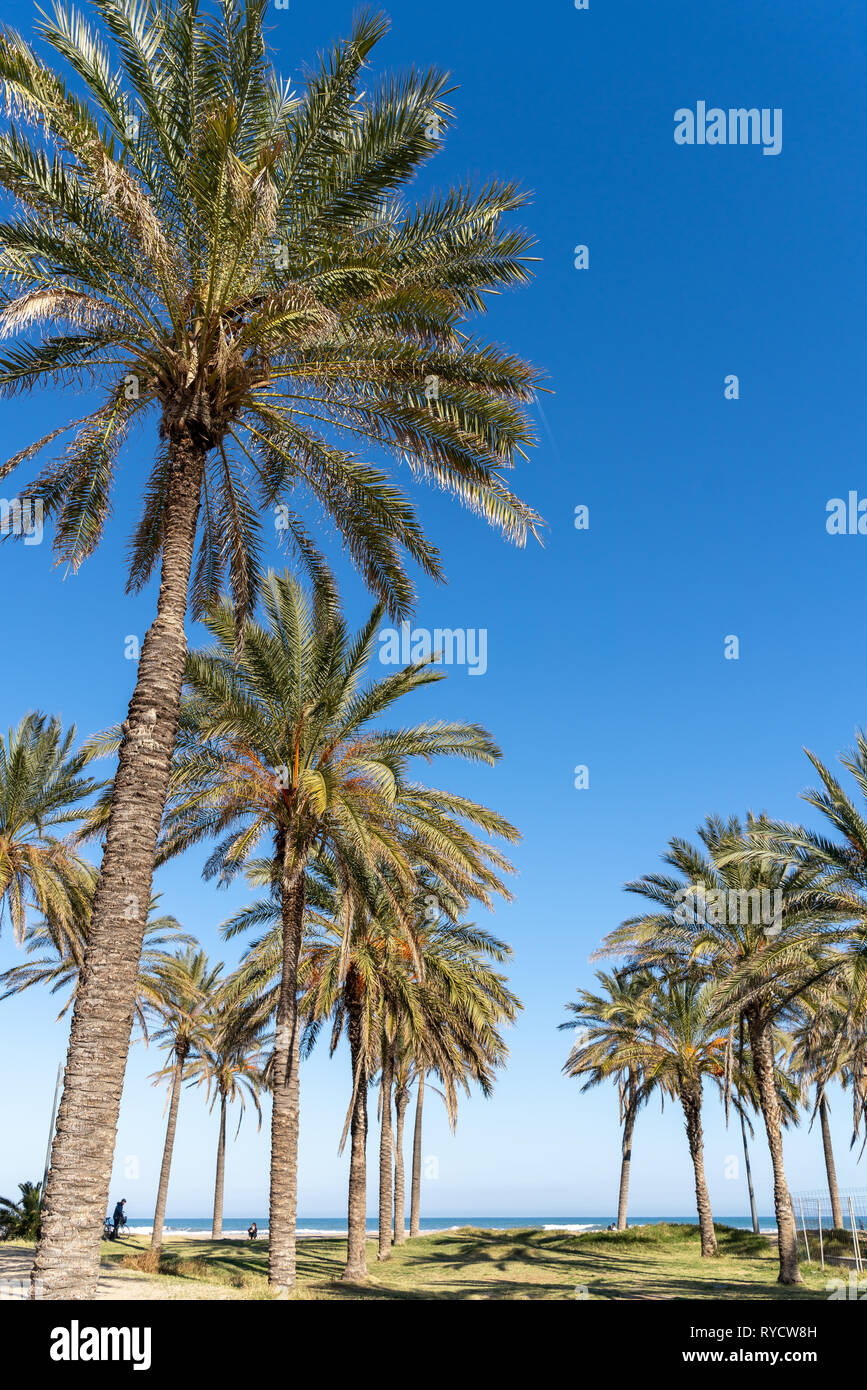 Valencia palm trees hi-res stock photography and images - Alamy