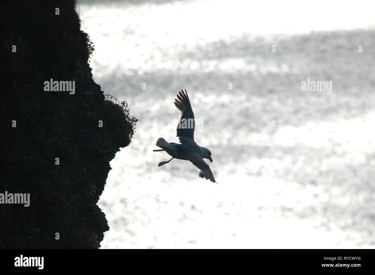 A seagull flying cliff side at the Cliffs of Moher, Ireland Stock Photo ...