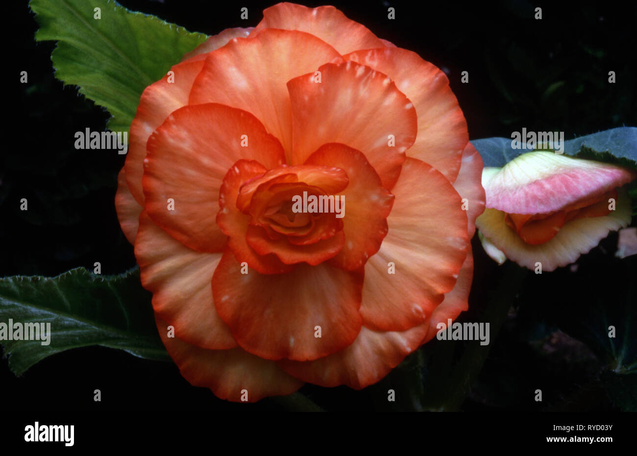 Begonia hybrid hi-res stock photography and images - Alamy