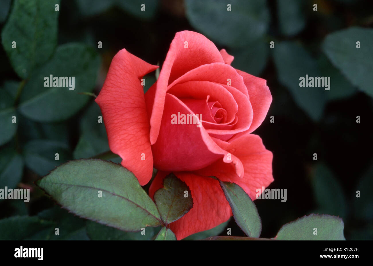 ROSE (HYBRID TEA) 'FRAGRANT CLOUD' Stock Photo - Alamy